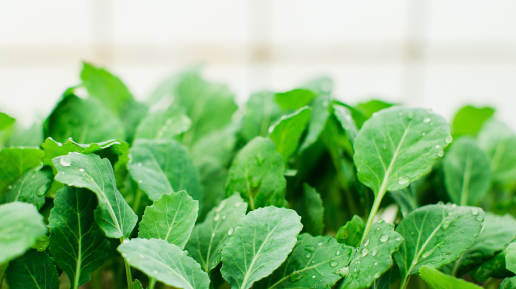 MARTA Markets – Fresh, healthy produce right inside MARTA stations